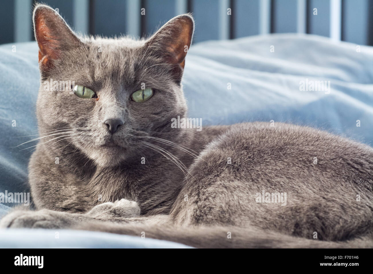 A grey cat resting on a bed Stock Photo - Alamy