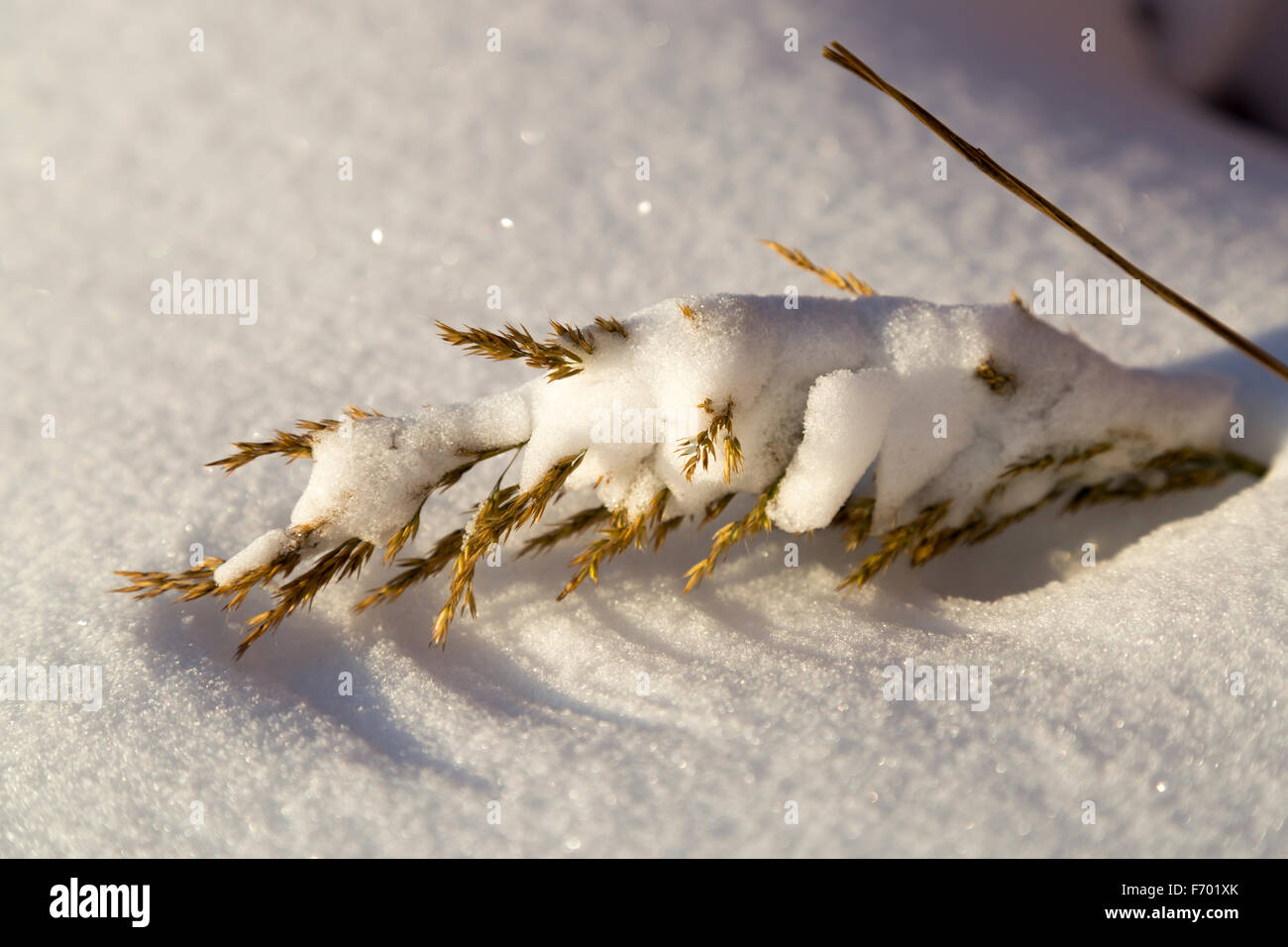 Grass by the snow hi-res stock photography and images - Alamy