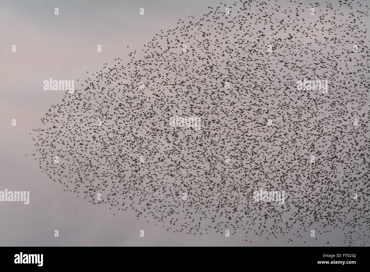 Marazion cornwall rspb sky bird birds sturnus vulgaris hi-res stock ...