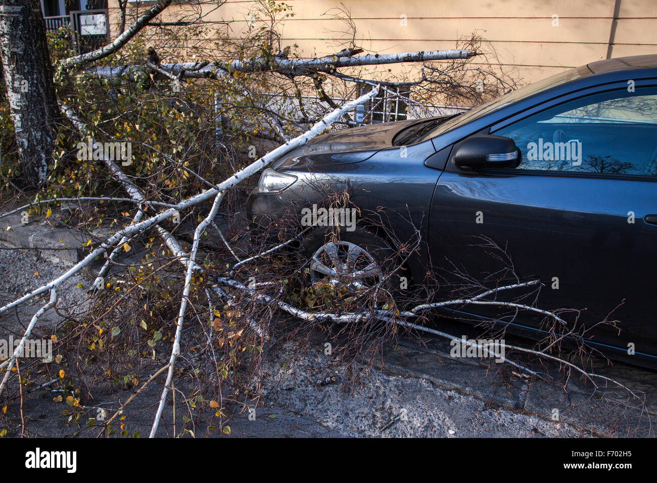Car destroyed fallen tree hi-res stock photography and images - Alamy