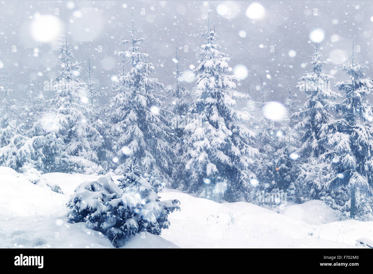 The Foggy forest in winter, foggy landscape Stock Photo - Alamy