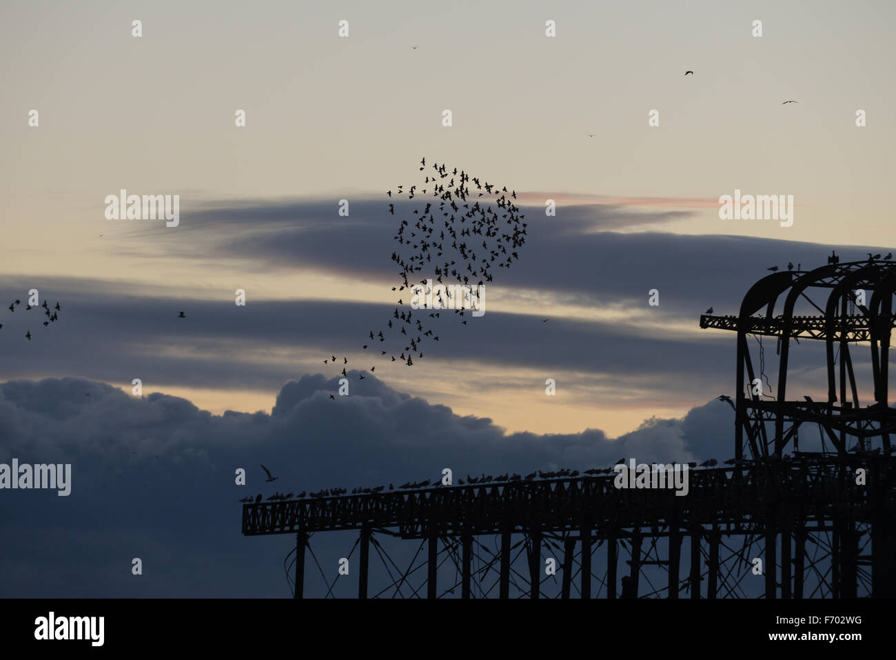 Starlings dusk november uk hi-res stock photography and images - Alamy