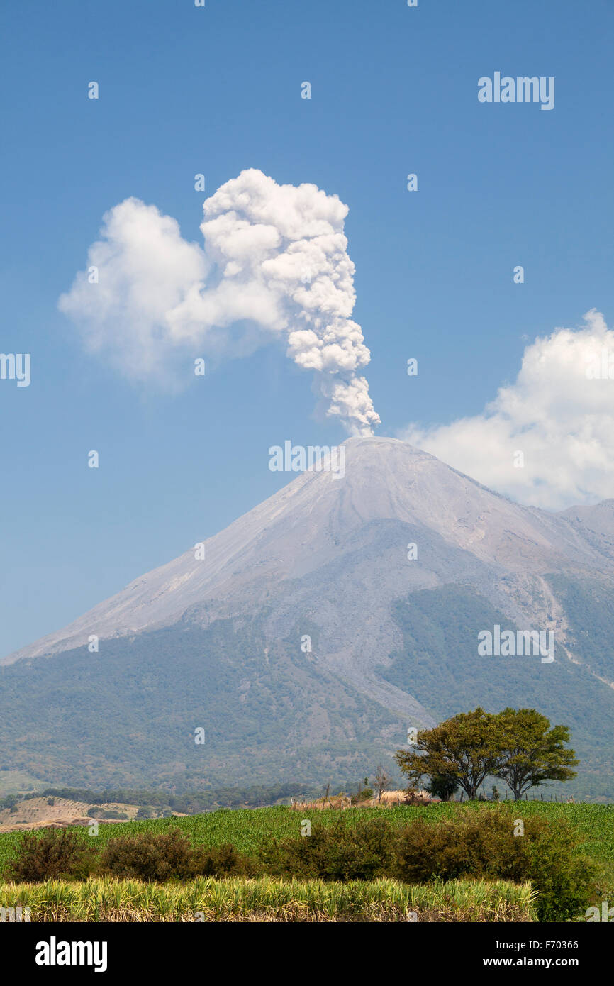 The Colima volcano or Volcan de Fuego erupts over fields of sugar cane ...