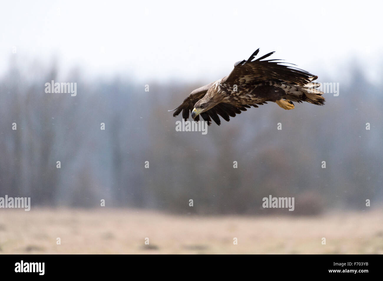 Young White-tailed Eagle Eagle in flight Stock Photo - Alamy