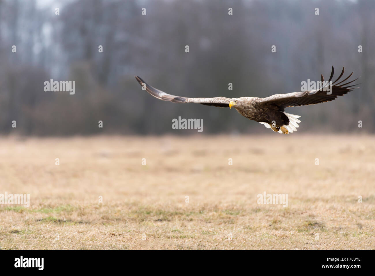 adult white-tailed eagle in flight Stock Photo - Alamy