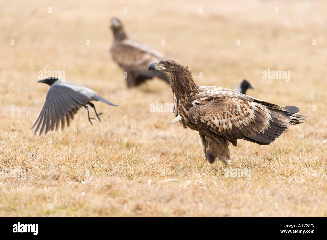 Crow landing hi-res stock photography and images - Alamy