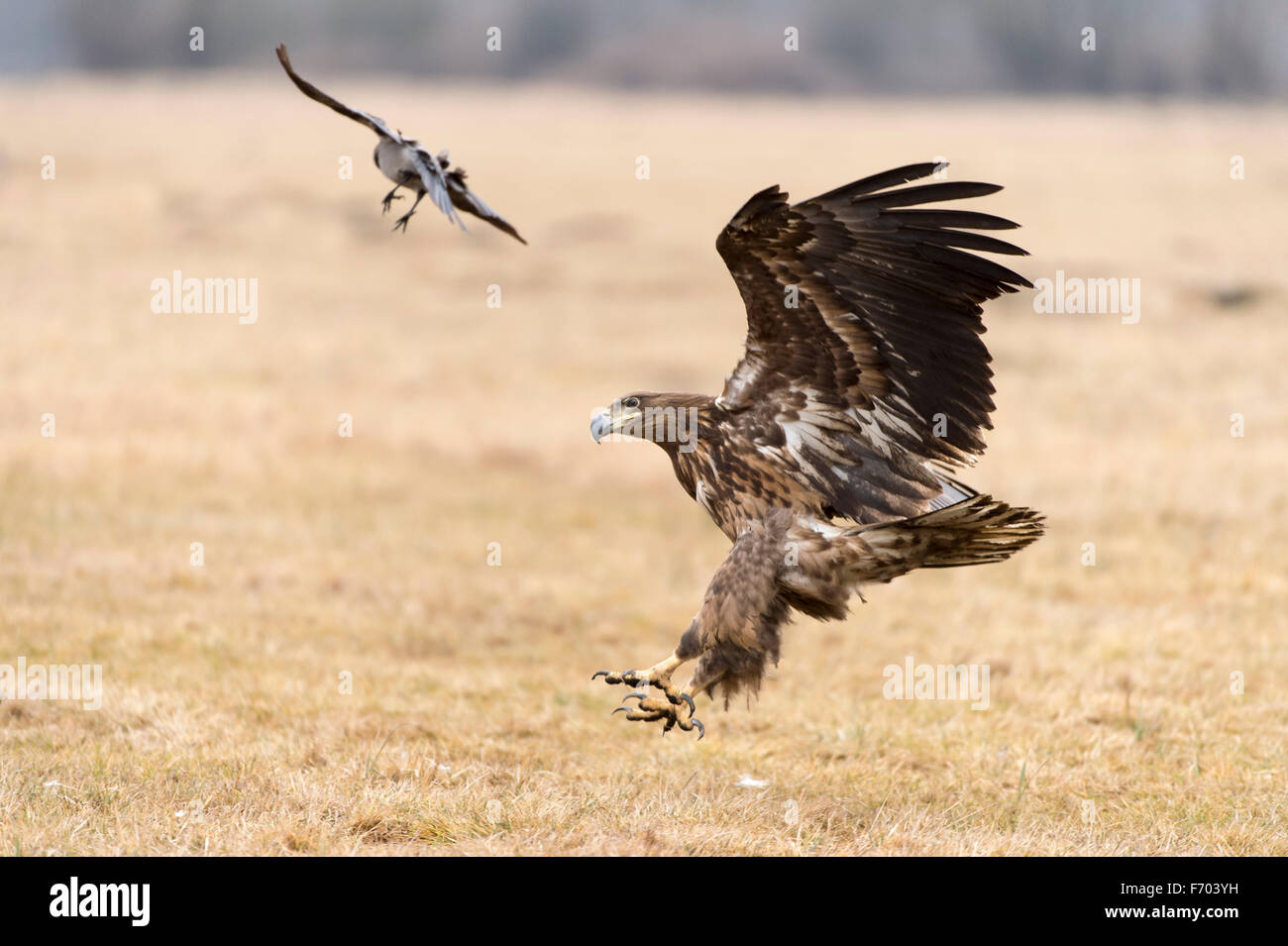 Crow landing hi-res stock photography and images - Alamy