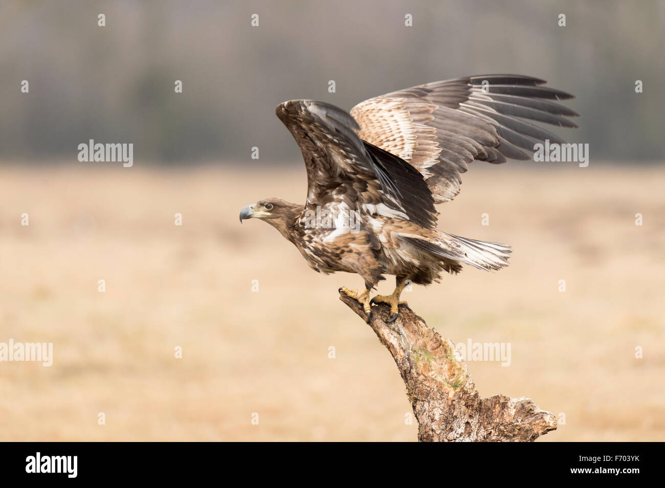 Starting young white-tailed eagle Stock Photo - Alamy