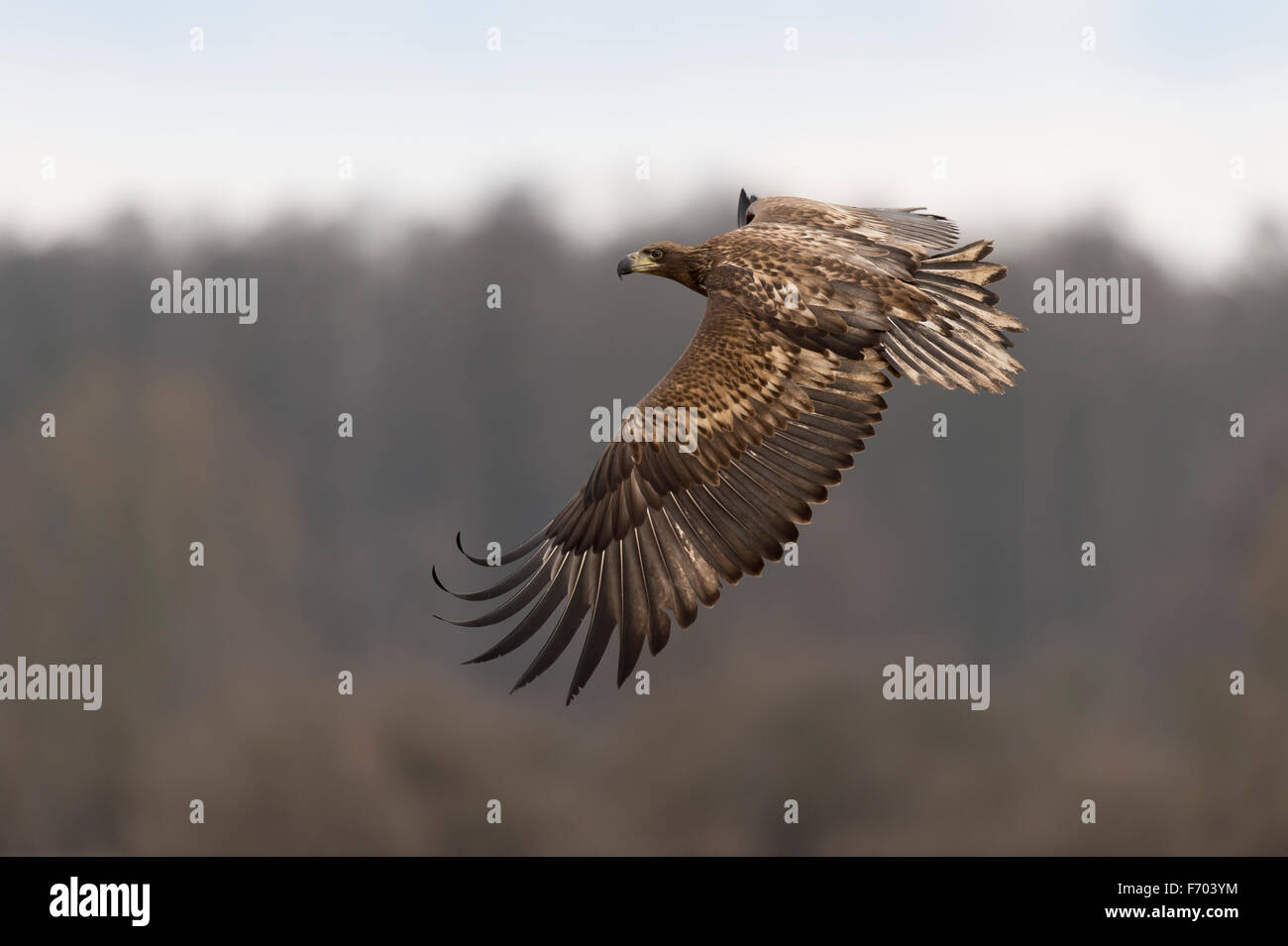 Two young white tailed eagles hi-res stock photography and images - Alamy