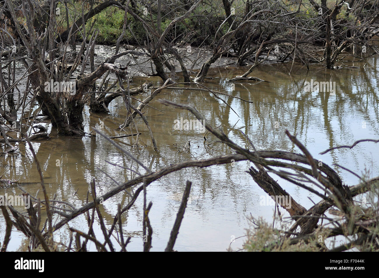 branches reflected in water Stock Photo - Alamy