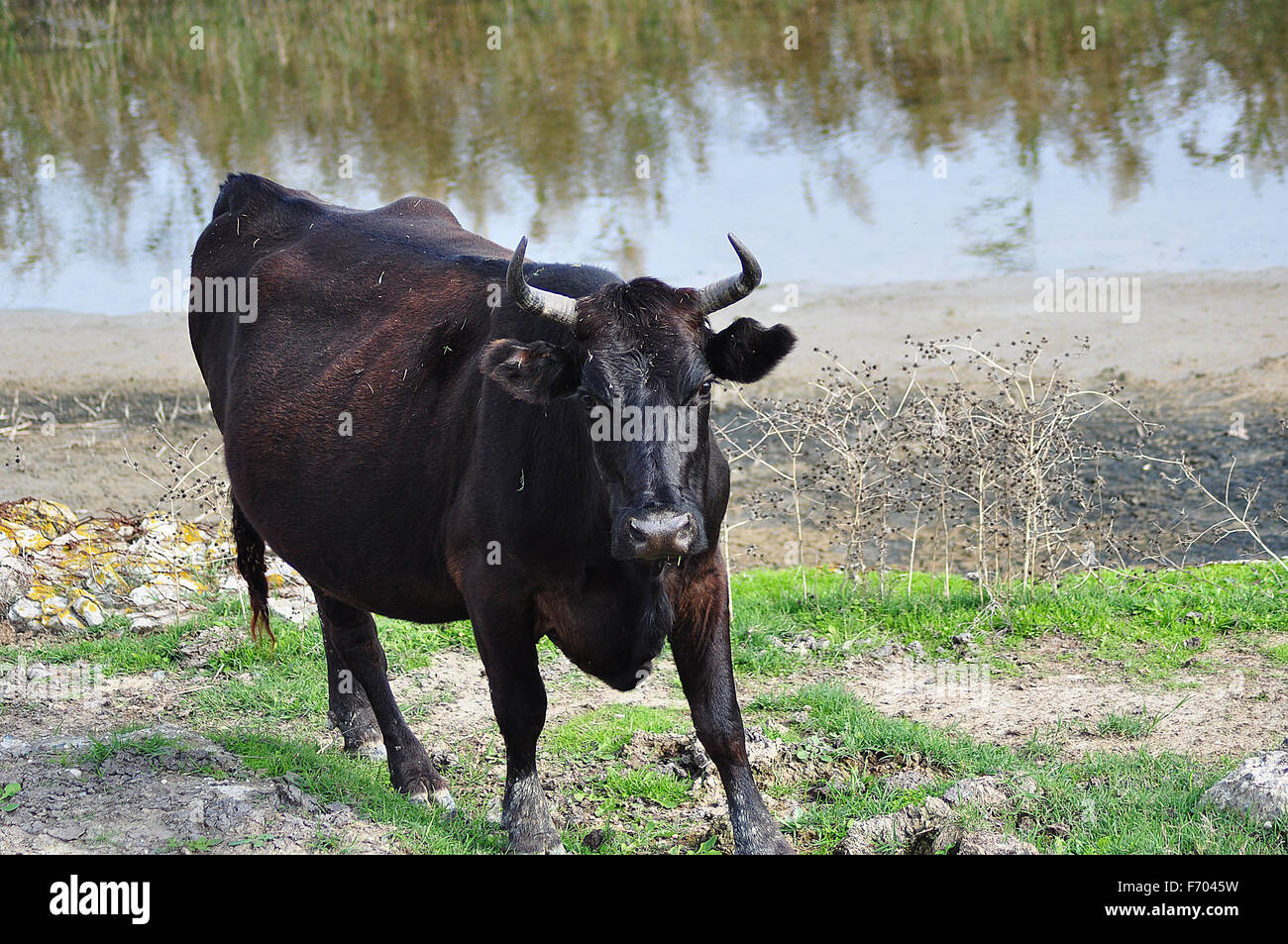water buffallo charging Stock Photo - Alamy