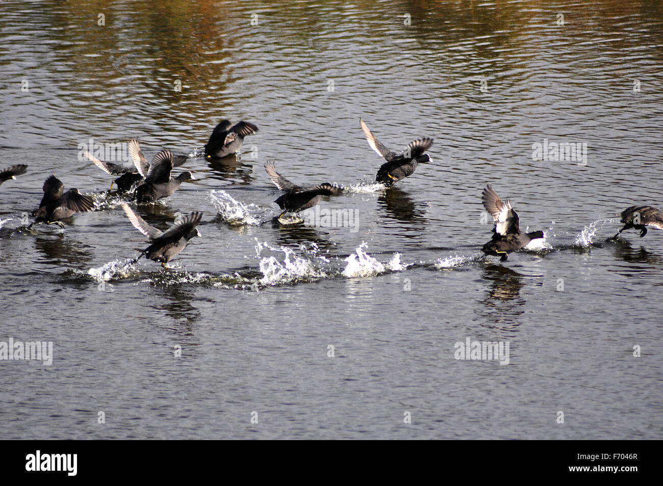 flock of water fowl on water Stock Photo - Alamy