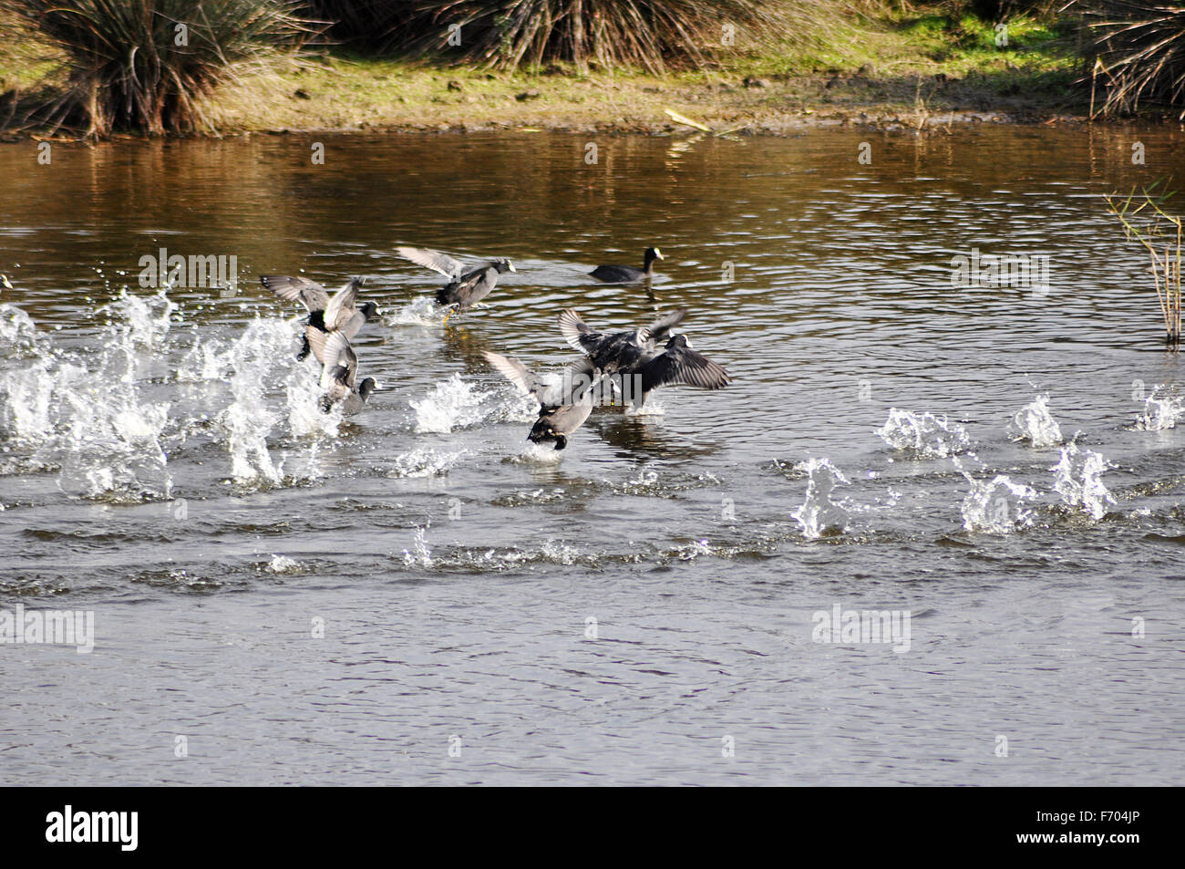 flock of water fowl on water Stock Photo - Alamy