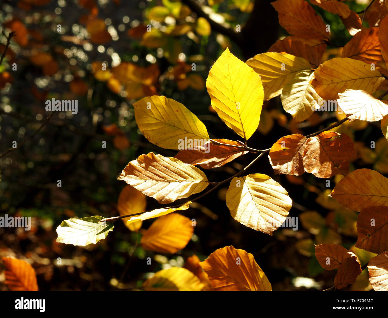 typical fall image of sunlit yellow brown and gold autumn leaves ...