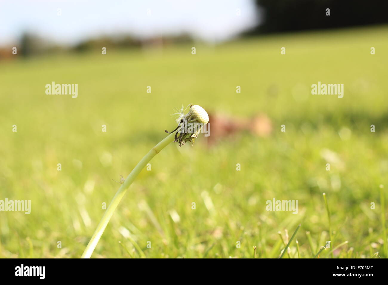 Shallow head hi-res stock photography and images - Alamy