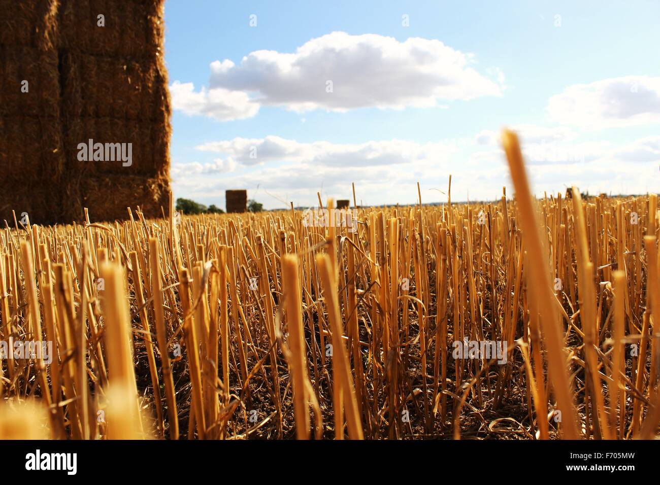 Freshly harvested and bailed straw/wheat in Lincolnshire Stock Photo ...