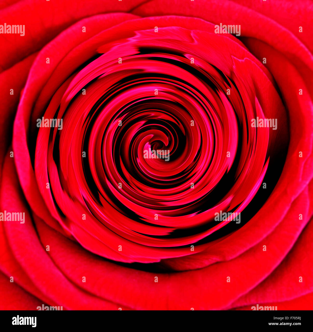Red rose swirl - Abstract Stock Photo - Alamy