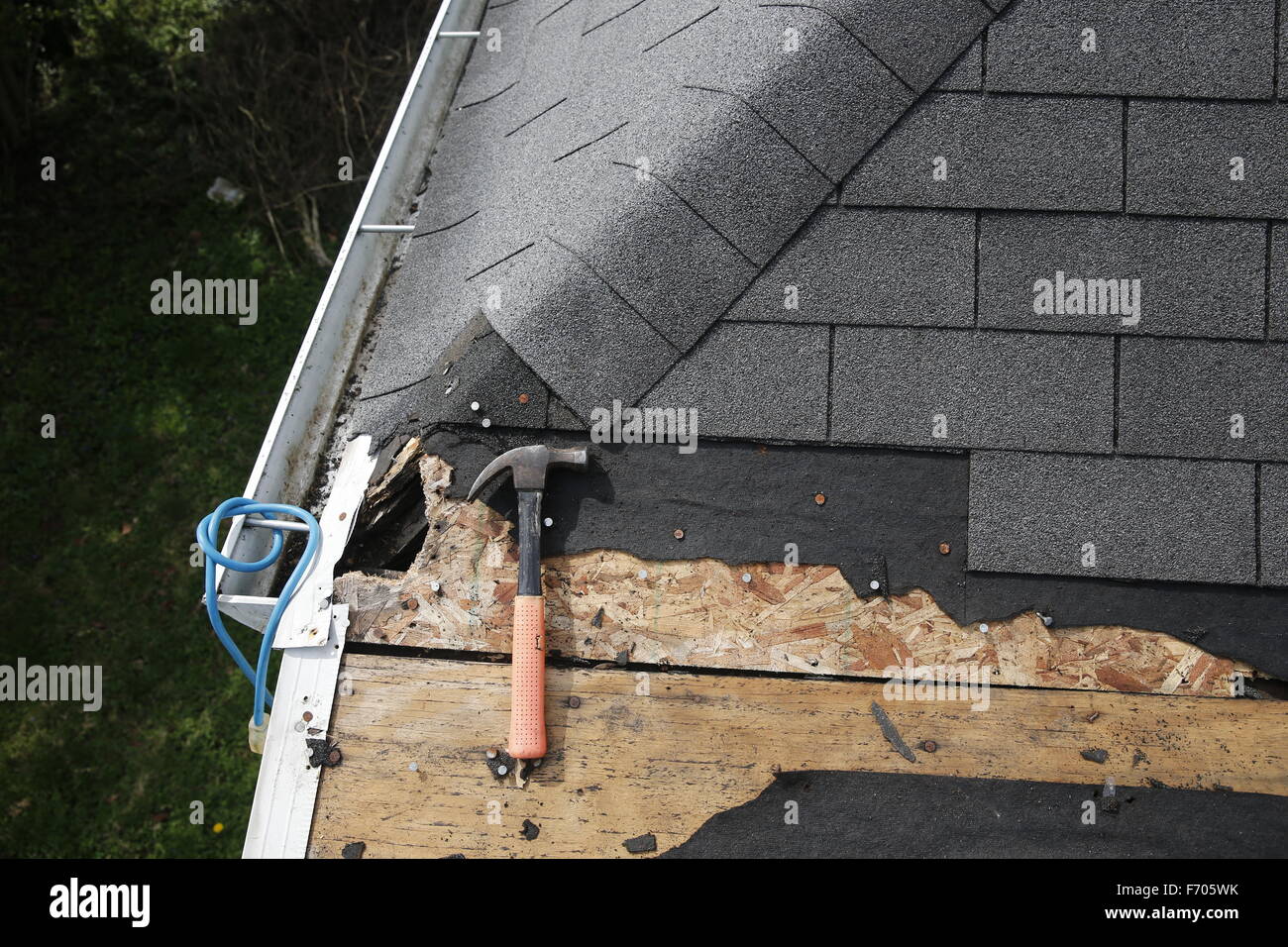 Raccoon damage on roof of house where the animal made a hole with its ...