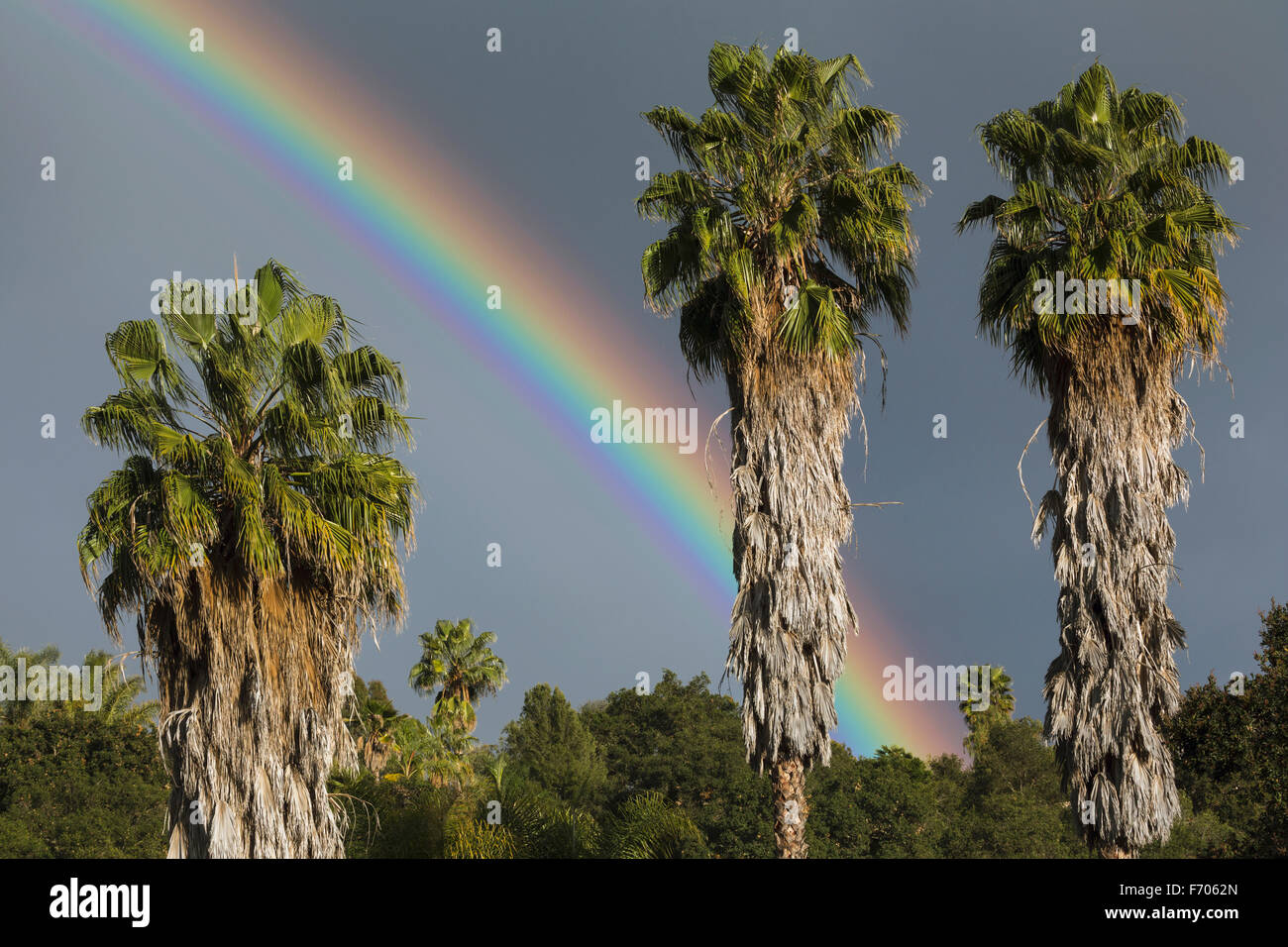Rainbow over oak tree in hi-res stock photography and images - Alamy