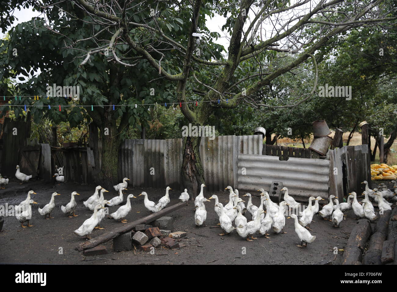 Ducks grown for food at a homestead in a village on the highway to ...