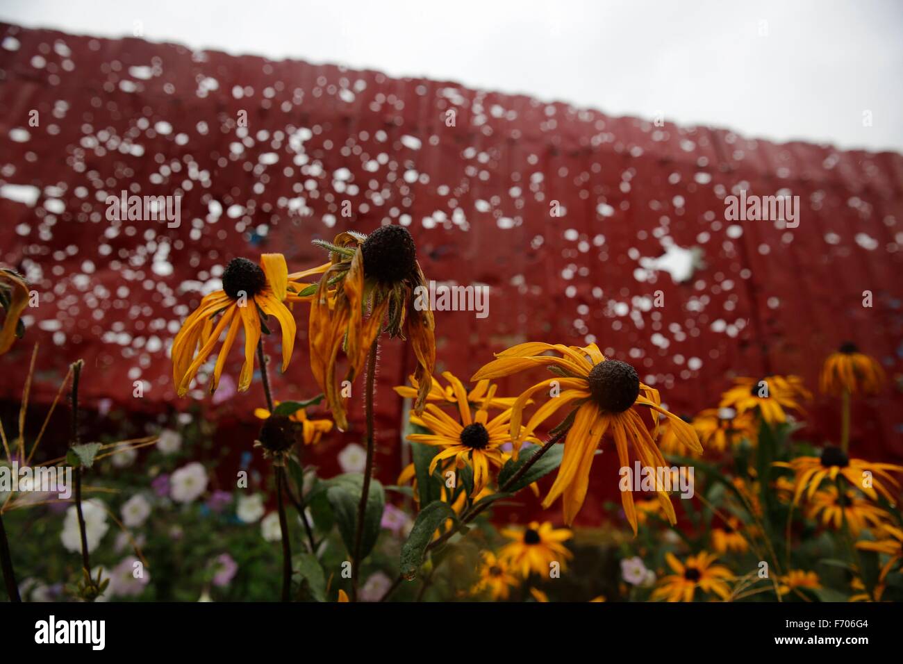 Flowers grow where artillery punched holes in a fence near a small ...