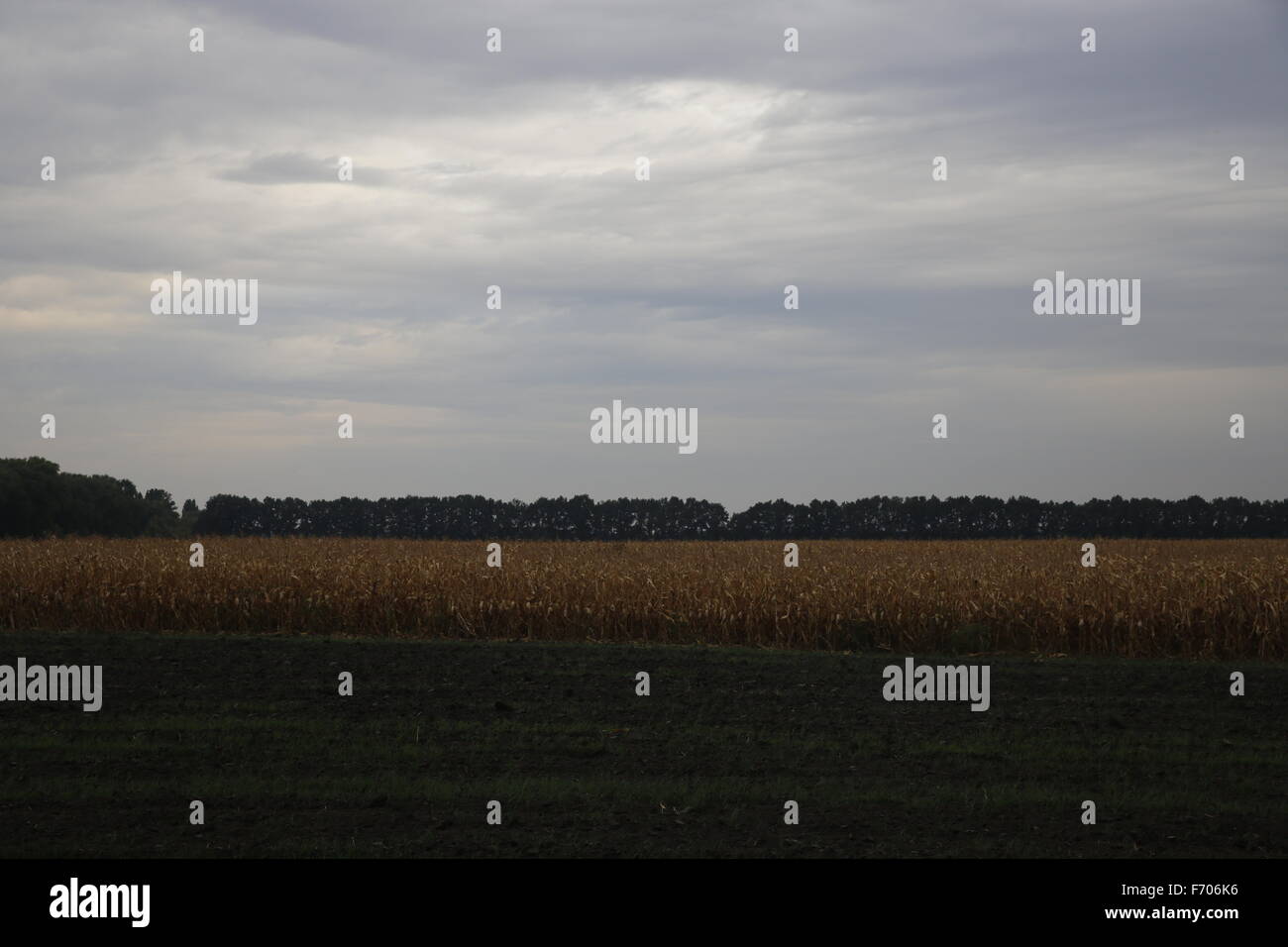 Unharvested corn field under clouds during a trip to photograph Ukraine ...
