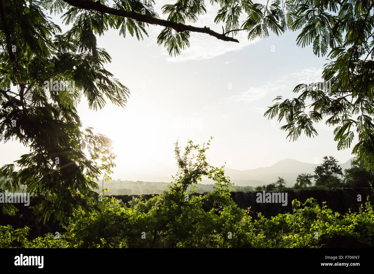 Sunrise through the opened trees Stock Photo - Alamy
