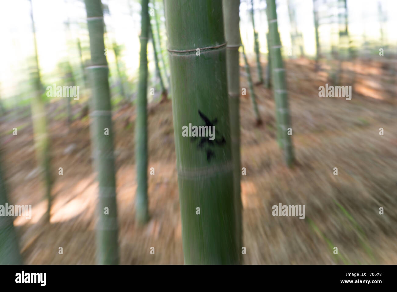 Jungle asia asian oriental bambusoideae hi-res stock photography and ...