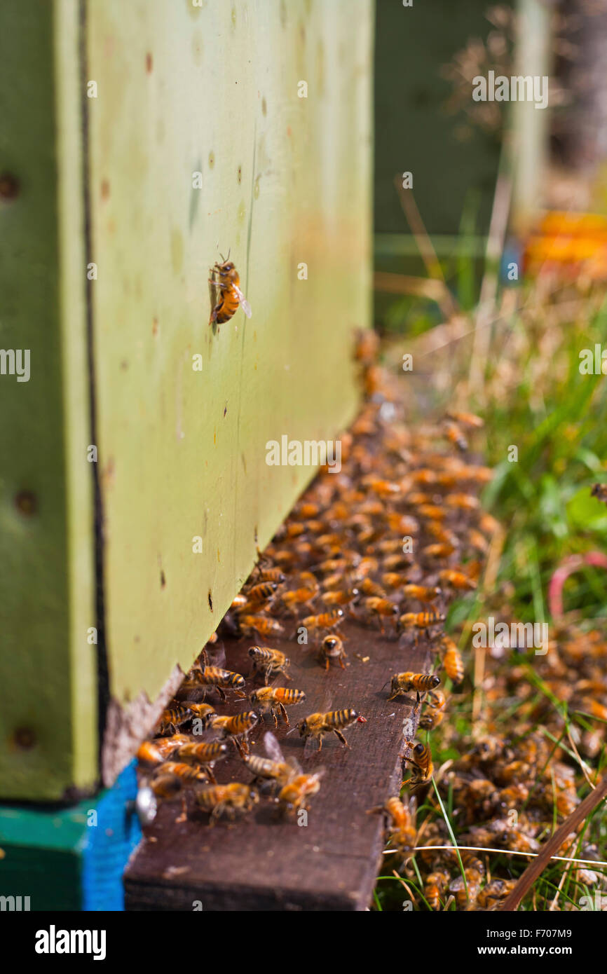 Beehive in nature hi-res stock photography and images - Alamy
