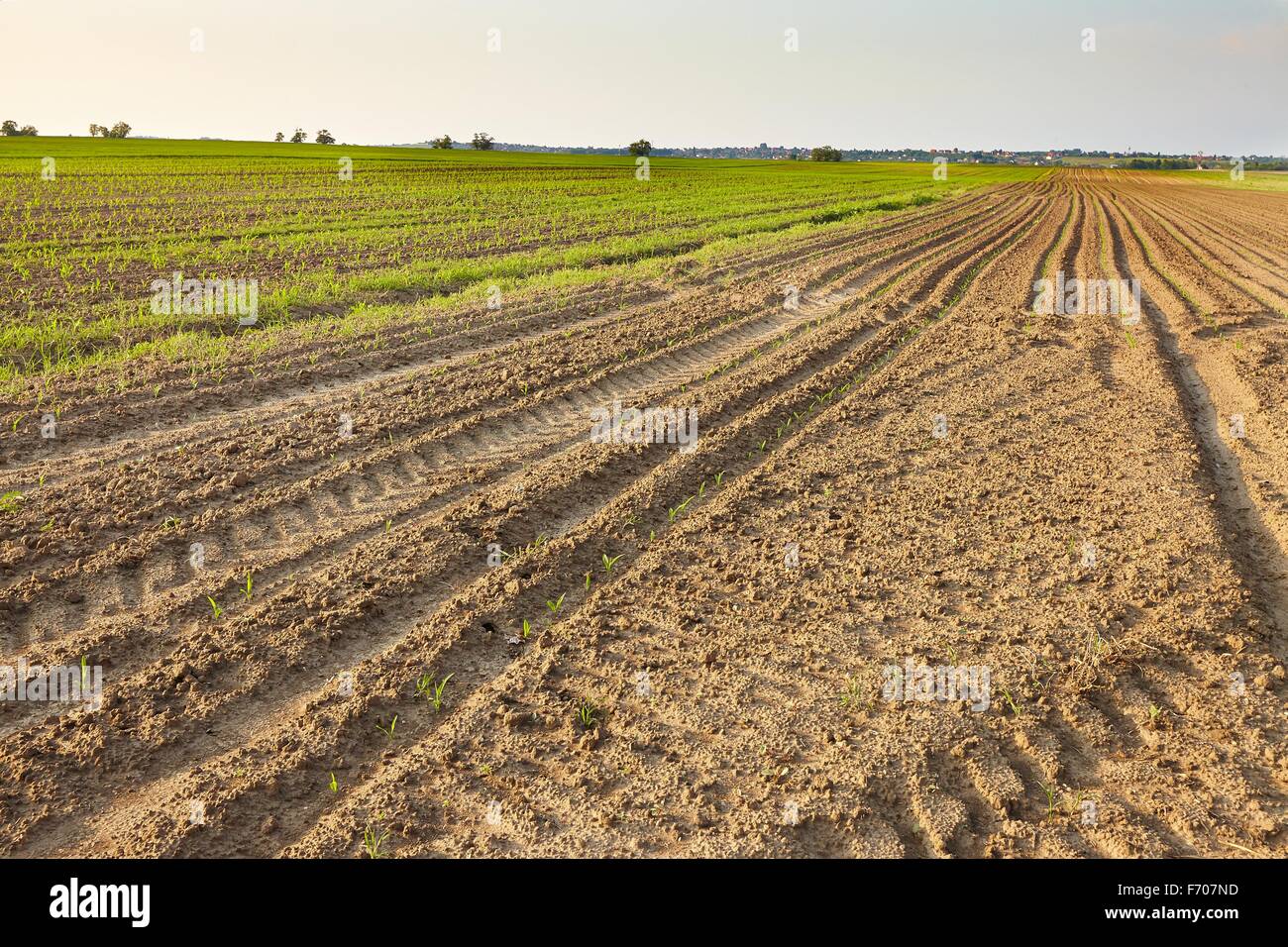 Agricultural field with plants Stock Photo - Alamy