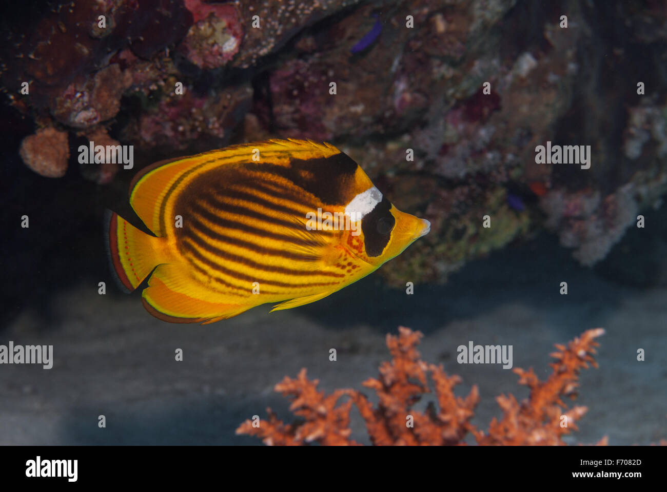 Egypt fish fishes reef roberto nistri horizontal hi-res stock ...