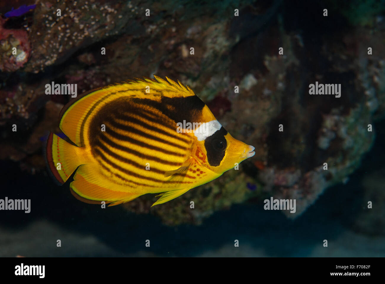 Egypt Fish Fishes Reef Roberto Nistri Horizontal High Resolution Stock ...