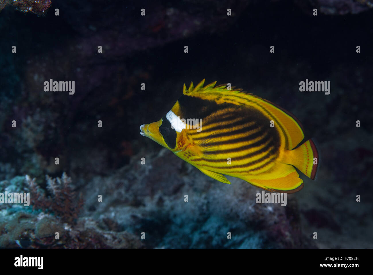 Egypt roberto nistri underwater fish fishes horizontal hi-res stock ...
