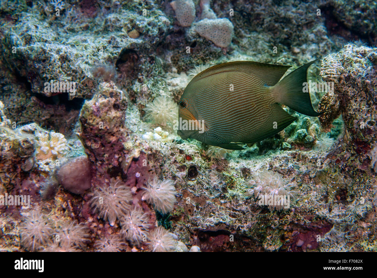 Ctenochaetus hi-res stock photography and images - Alamy