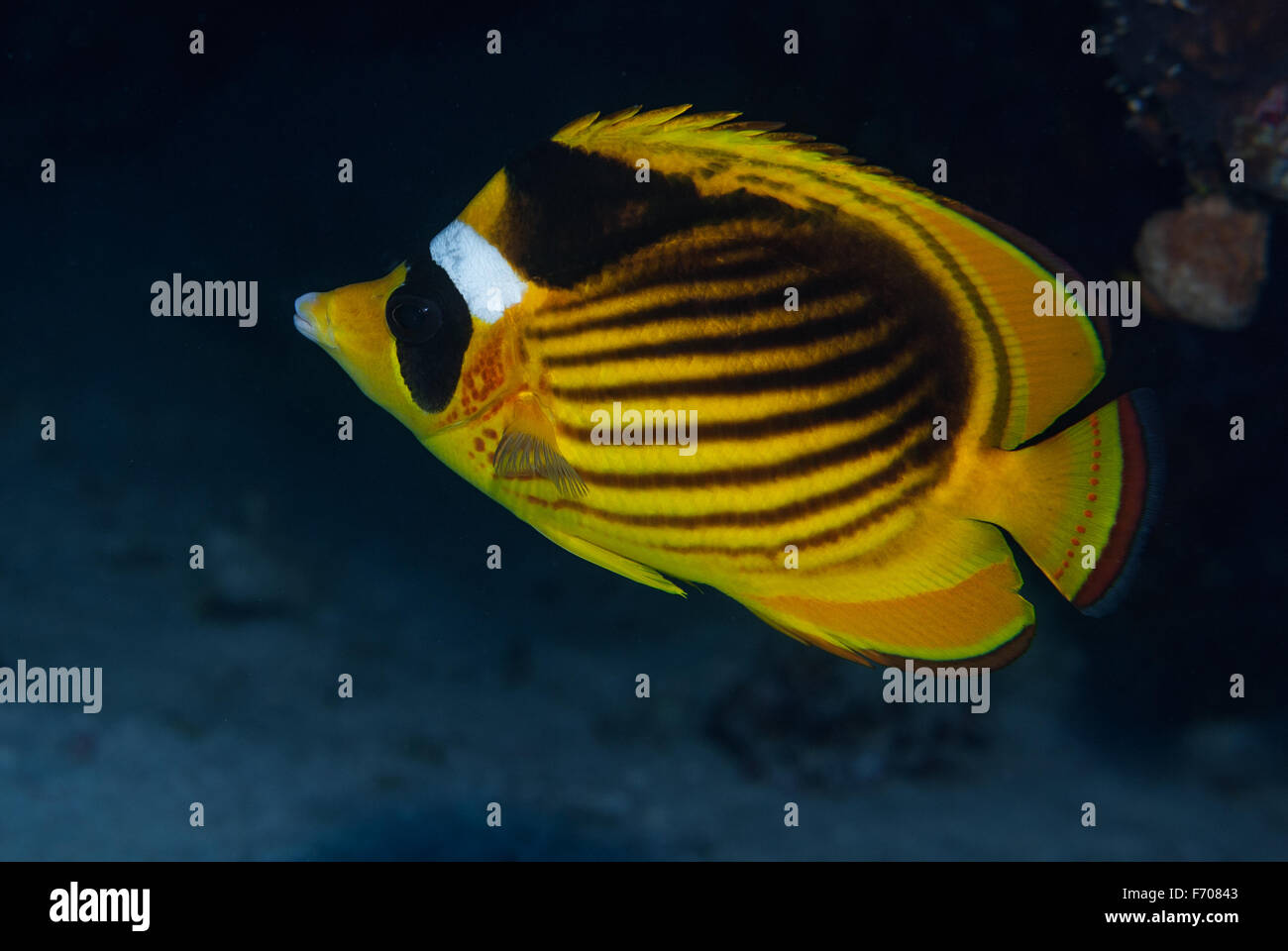 Striped butterflyfish, Chaetodon fasciatus, Chaetodontidae, Red Sea ...