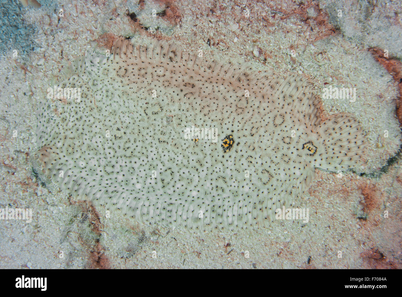 Moses sole, Padachirus marmoratus, Soleidae, Sharm el Sheikh, Red Sea ...