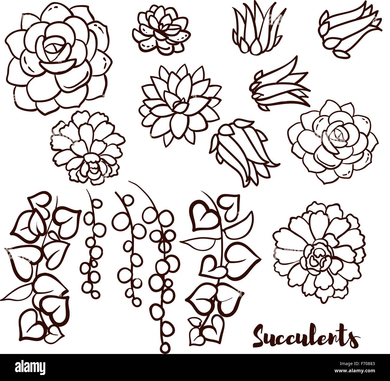 Succulents set In the hand drawn style Stock Vector Image & Art - Alamy