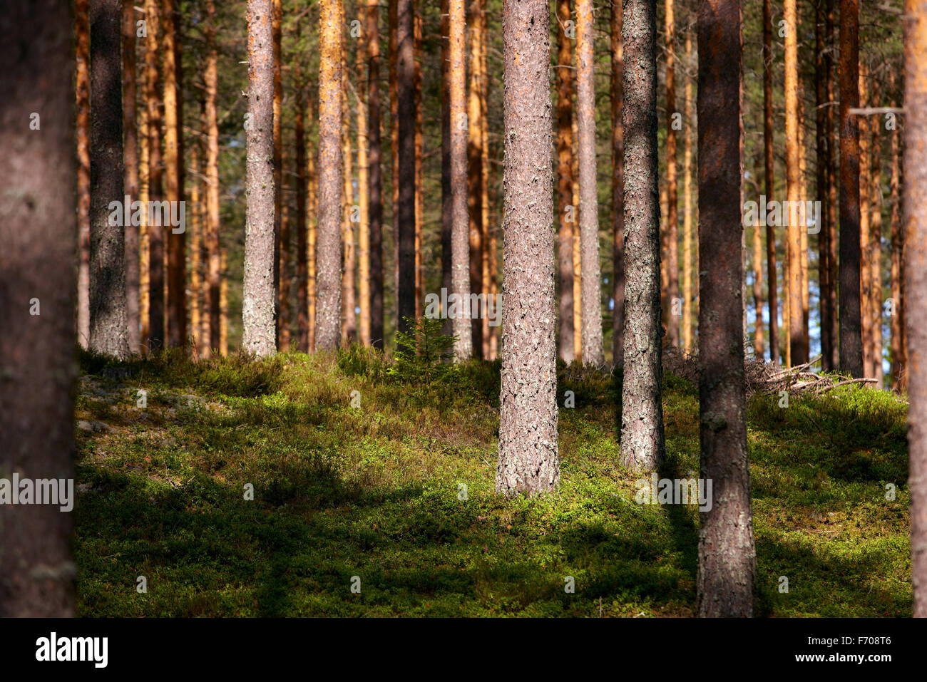 Forest in finland hi-res stock photography and images - Alamy