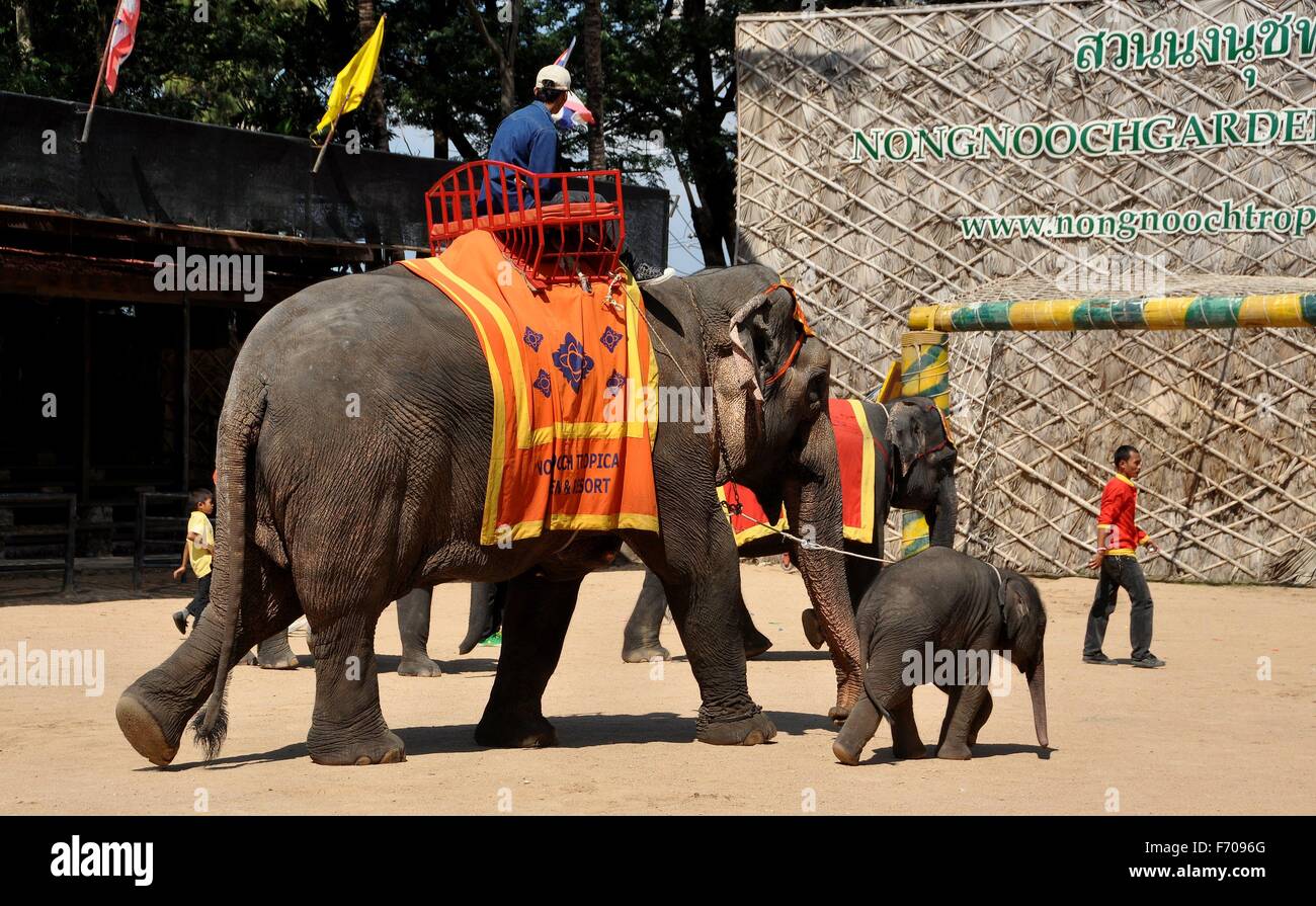 Pattaya animals hi-res stock photography and images - Alamy