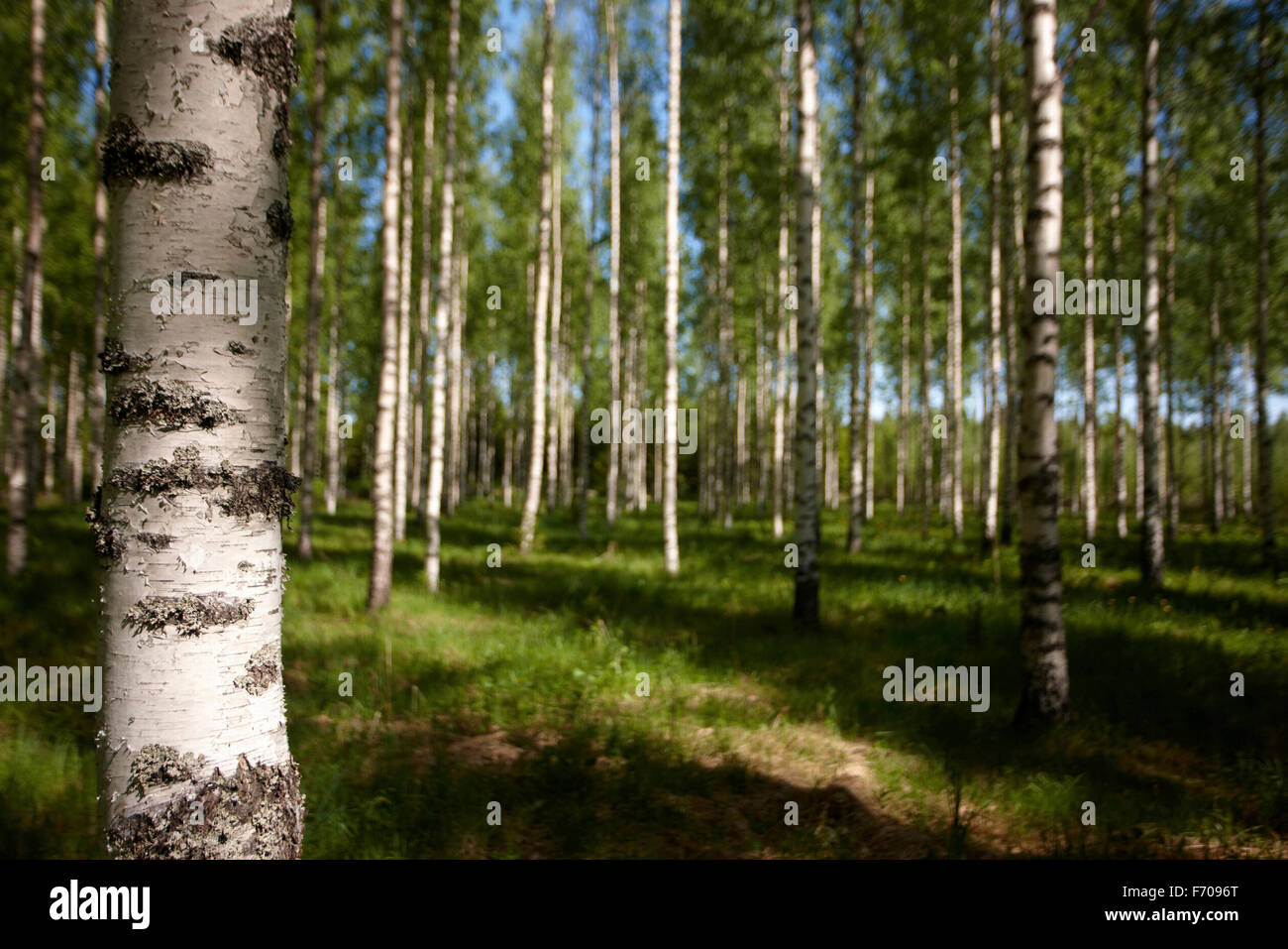 Beautiful birch forest on summer finland Stock Photo - Alamy