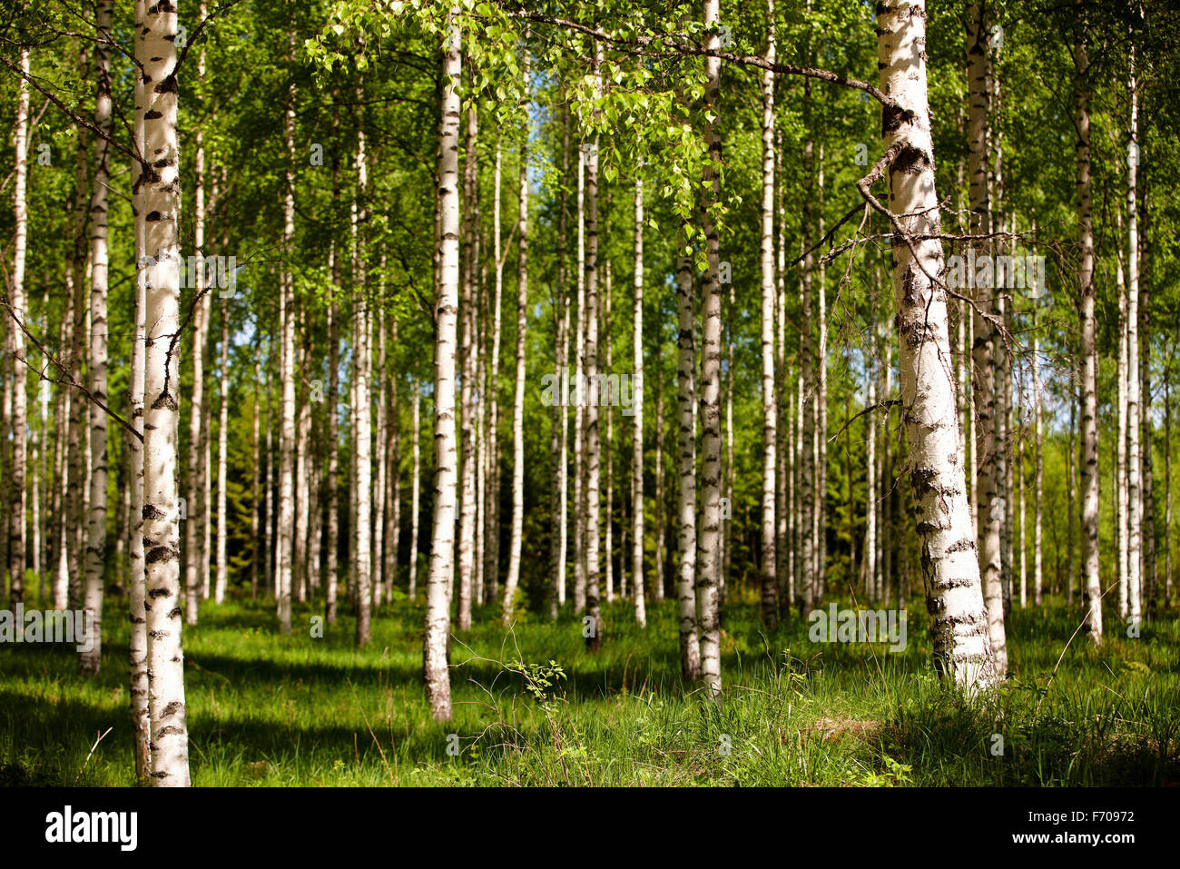 Beautiful birch forest on summer finland Stock Photo - Alamy