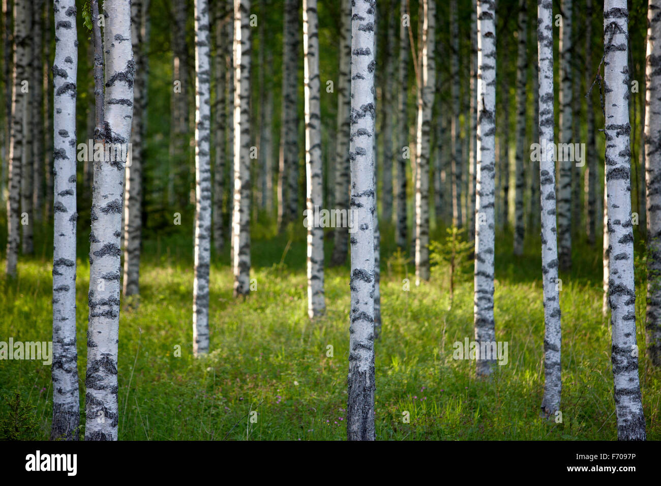 Beautiful birch forest on summer finland Stock Photo - Alamy