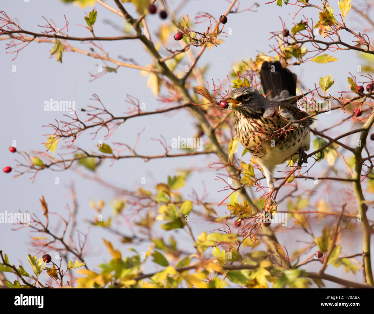 Hawthorn berry bird hi-res stock photography and images - Alamy