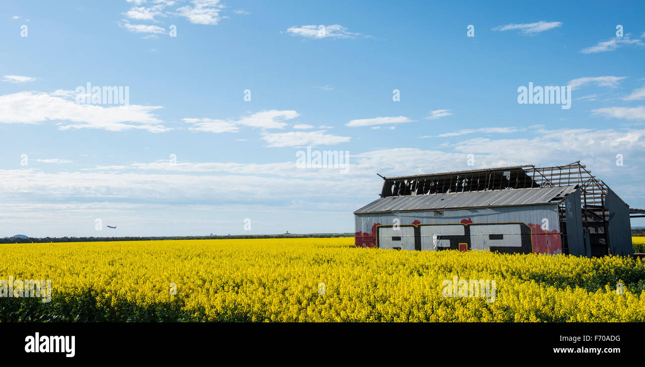 Canola australia hi-res stock photography and images - Alamy