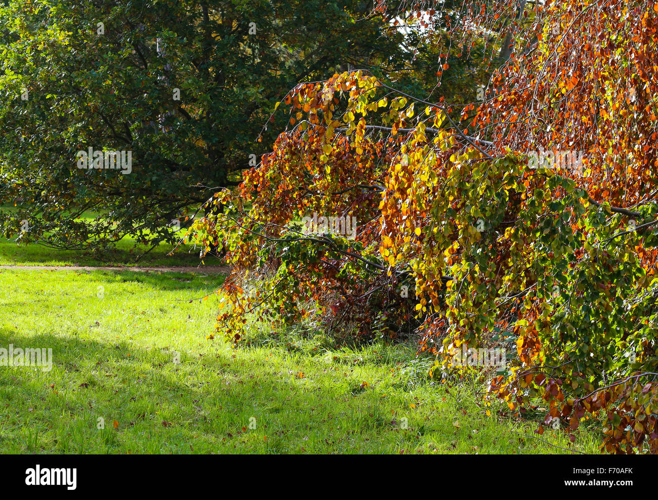 Weeping beech tree hi-res stock photography and images - Alamy