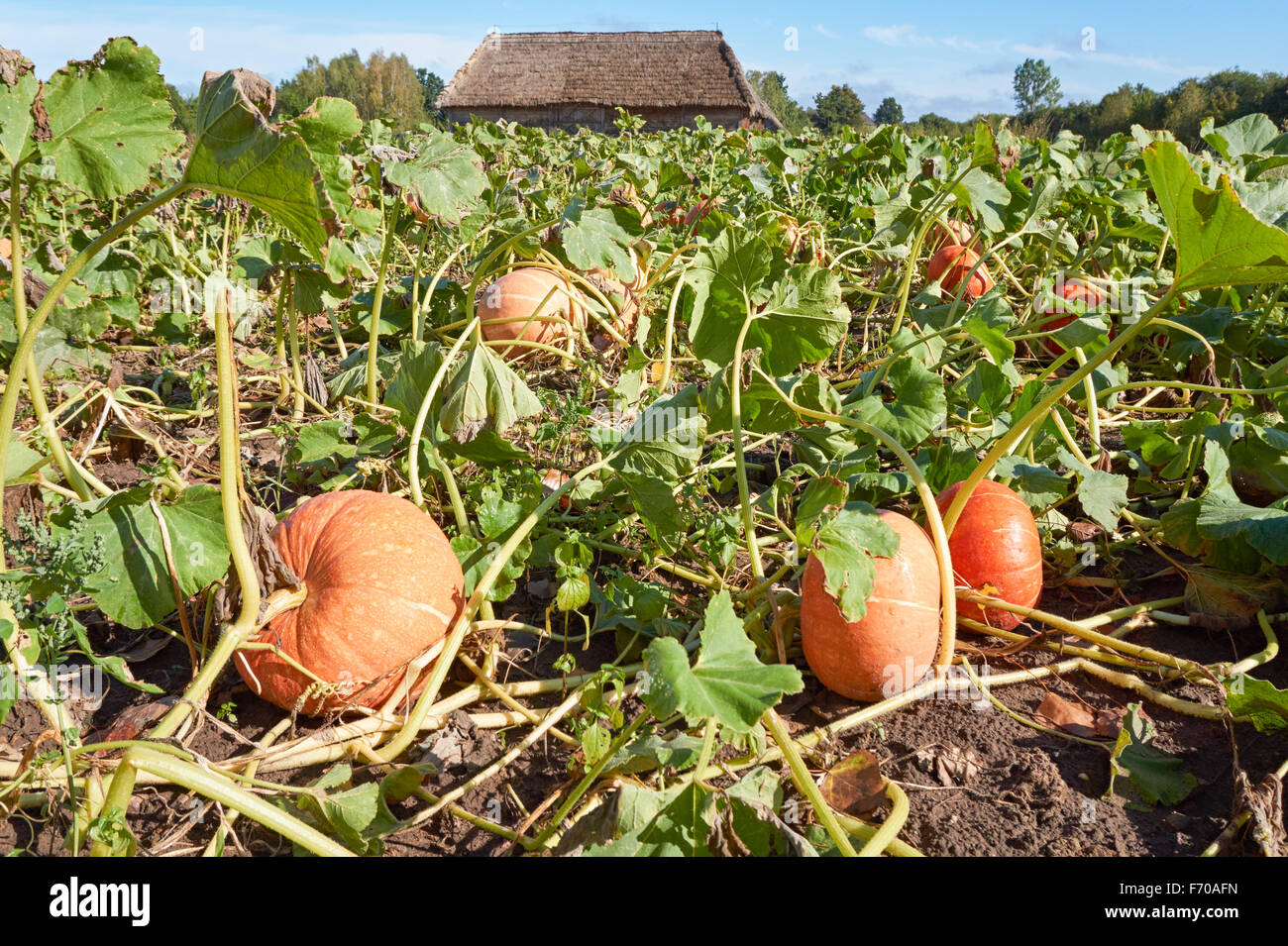 Organic pumpkins growing on the field Stock Photo - Alamy