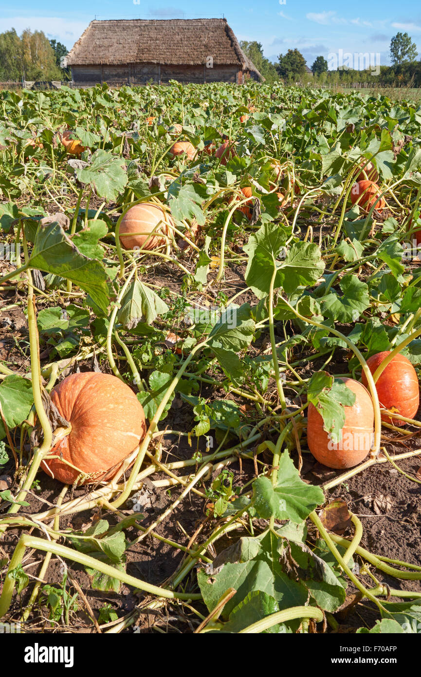 Organic pumpkins growing on the field Stock Photo - Alamy
