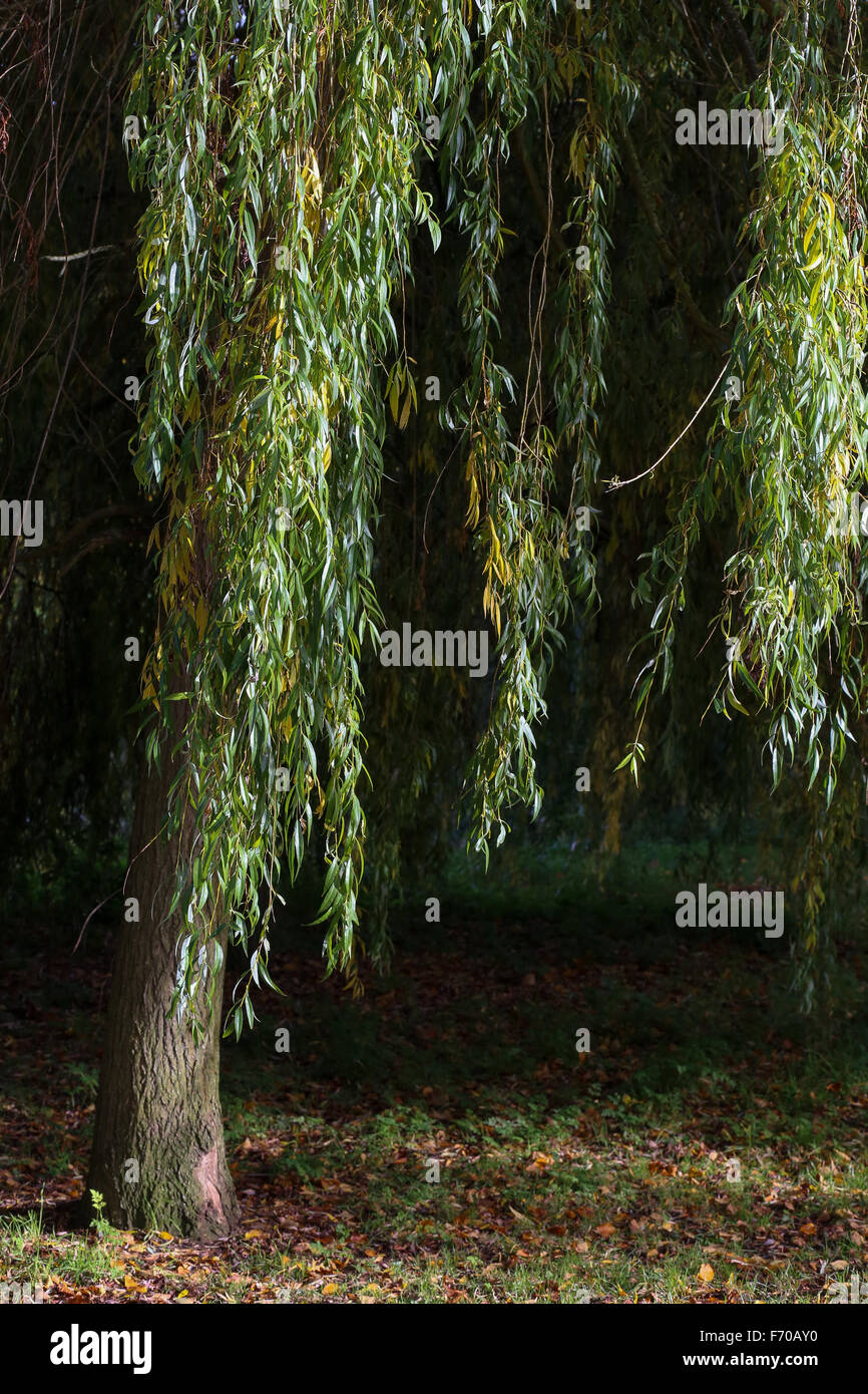Yellow weeping willow tree on hi-res stock photography and images - Alamy