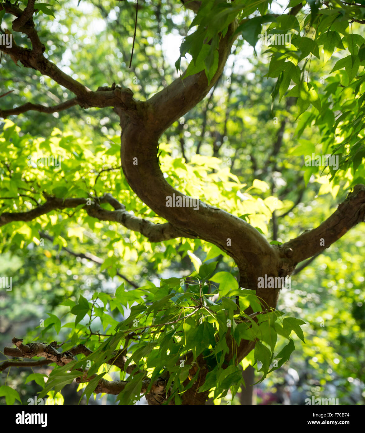 Bonzai Tree High Resolution Stock Photography and Images - Alamy