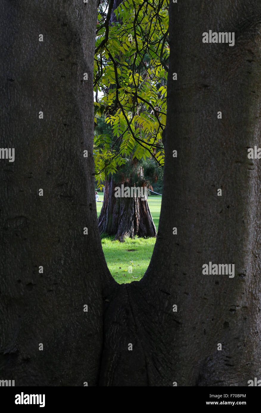 Scene of an autumn tree framed through a V-shaped tree with dark grey ...